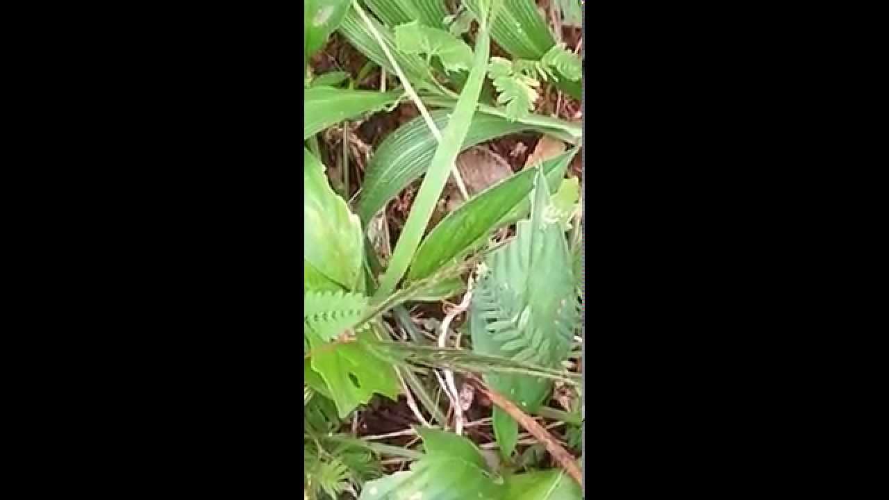 JAMAICAN Herb - Shame a Macka AKA Shame o Lady - YouTube