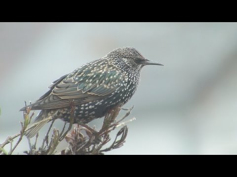 Star im Schlichtkleid (Sturnus vulgaris)-Fressen und Ruhen im Winter ...