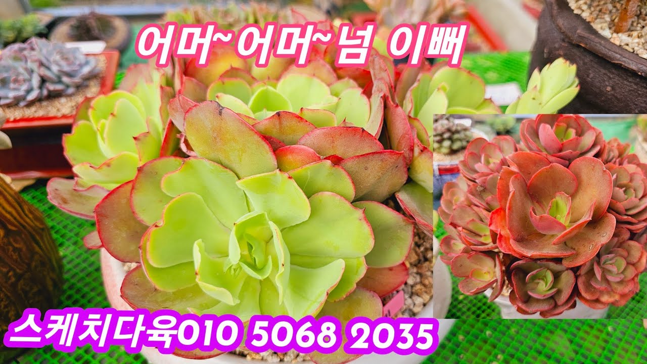 스케치다육💖로제아이스에이지금브론즈금수연화이트스노우로즈몽엘렌금둥근잎비취후리대팬지철화뮤즐리군생레드탑철화프리티