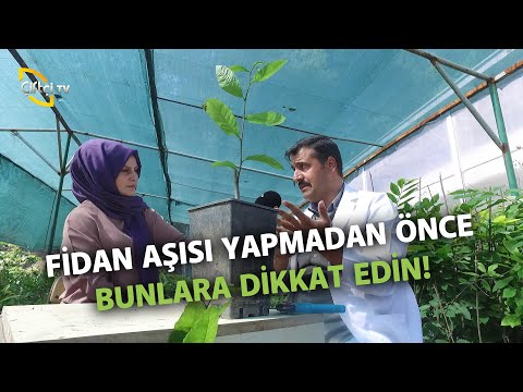 Fidan Aşısı Yapmadan Önce Bunlara Dikkat Edin! -  Toprak Bacı