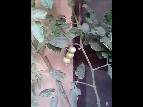 tamato small plants garden 3gp - YouTube