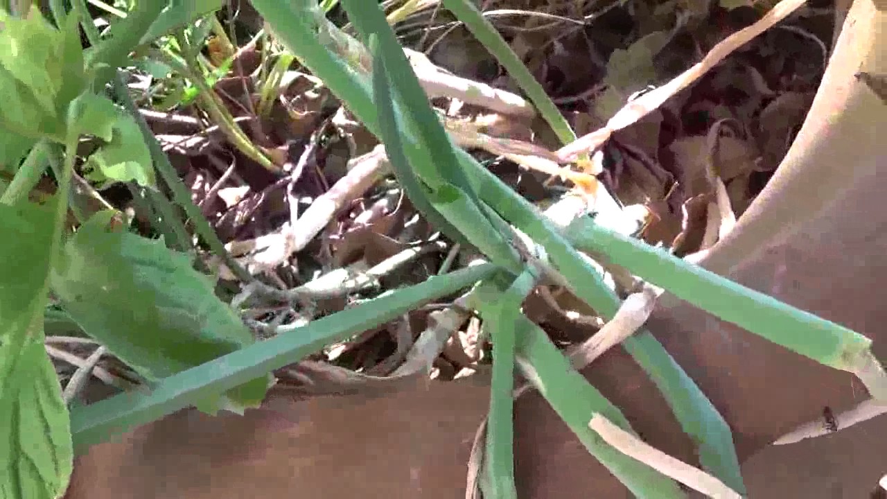 Ladybugs In My Garden: Life Stages & Their Favorite Habitat - YouTube