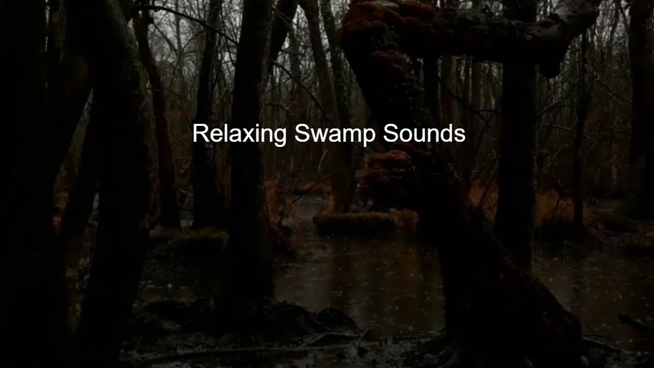 Relaxing Swamp Sounds - Frogs, Birds, Light Rain, Forest Nature Sounds ...