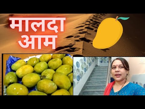 मालदा आम पाका हुआ ️बिहार का dudhiya मालदा आम malda mango variety in ...