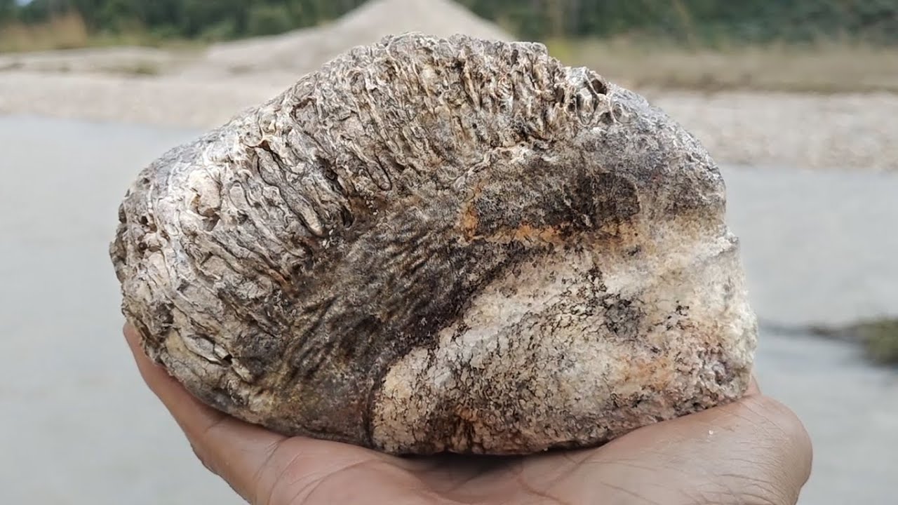 Penemuan Batu Fosil Landak | Hedgehog Fossil Stone | Fossil Hunter ...
