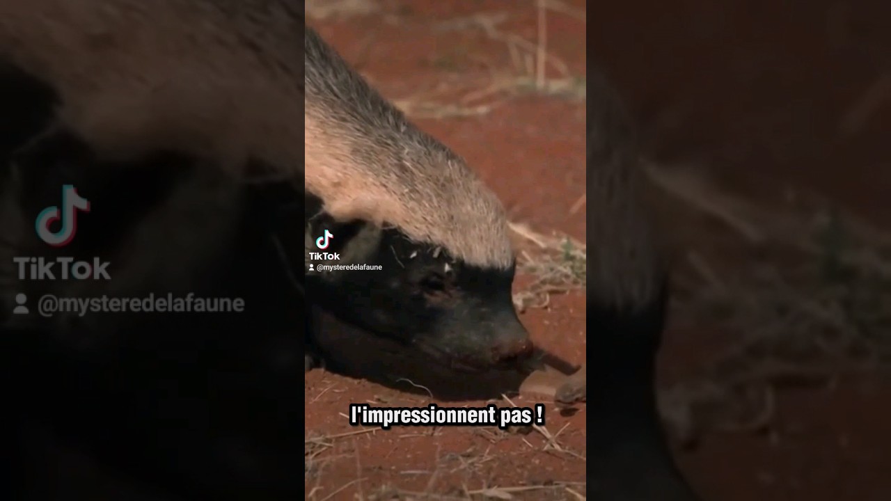 Decouvrez l'animal le plus agressif du monde 🌍 Le Ratel ! 💥 #ratel # ...