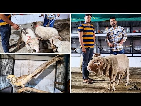 KASHMIR Ke Mende Marino Sheep at STAR GOATS FARM Mumbra Mumbai Asif STD ...