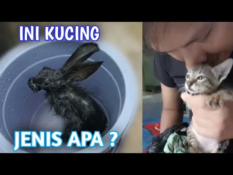 TRIK MEMANDIKAN KUCING || RITUAL MANDI, ada penghuni shelter yg anteng kalo mandi 😻