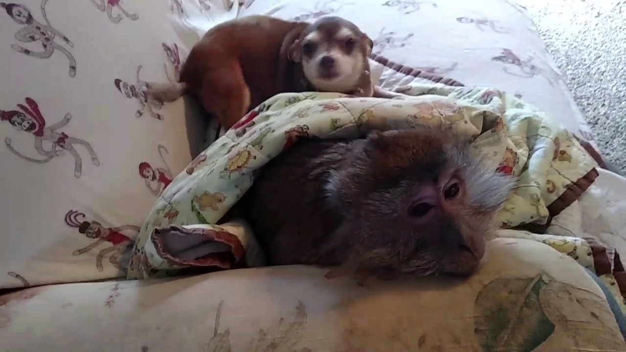 Dramatic Monkey Girl - YouTube