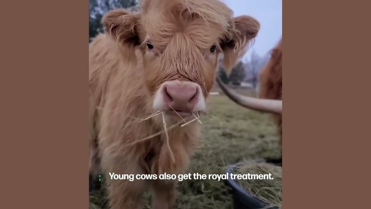MY PET COW ACTS LIKE A DOG Must See - YouTube