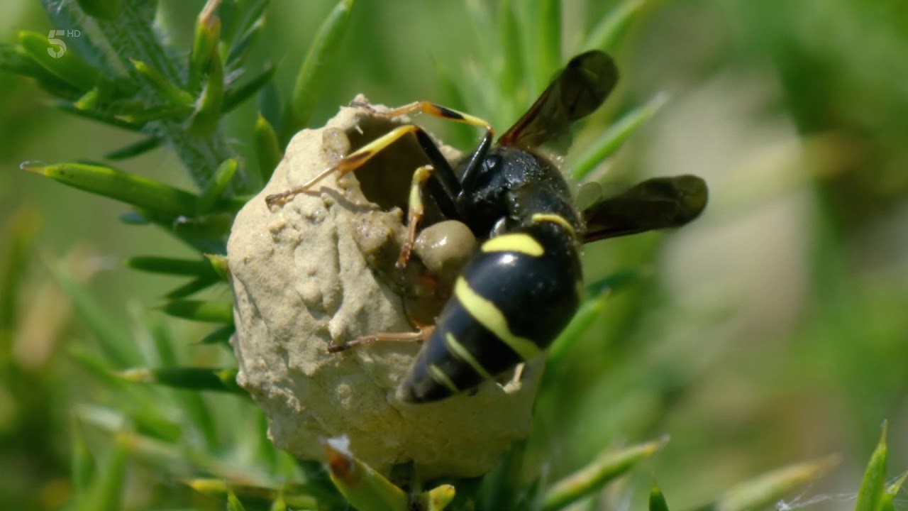 Potter Wasp