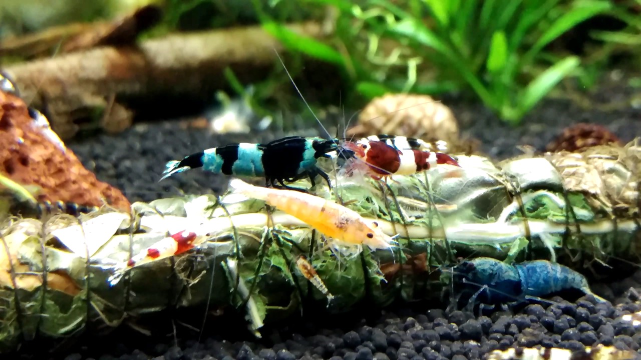 Ornamental Shrimp - YouTube