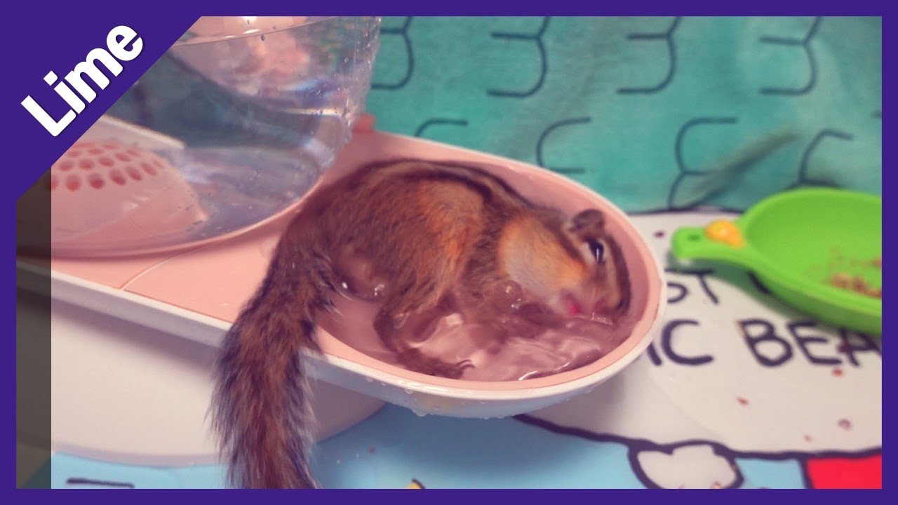 먹는물에서 수영하는 아기 다람쥐 / Baby chipmunk swimming in drinking water - YouTube