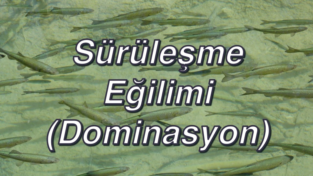 Sürüleşme Eğilimi (Dominasyon) - YouTube