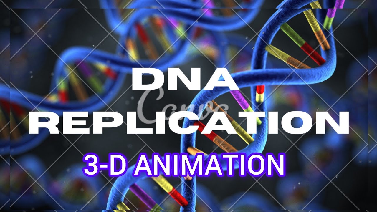 REPLICATION OF DNA ANIMATION|| CLASS -12 Biology molecular basis of ...