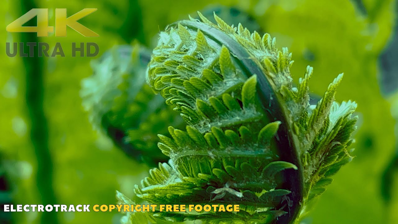 Green Spring | No copyright Nature Background video 4K - YouTube