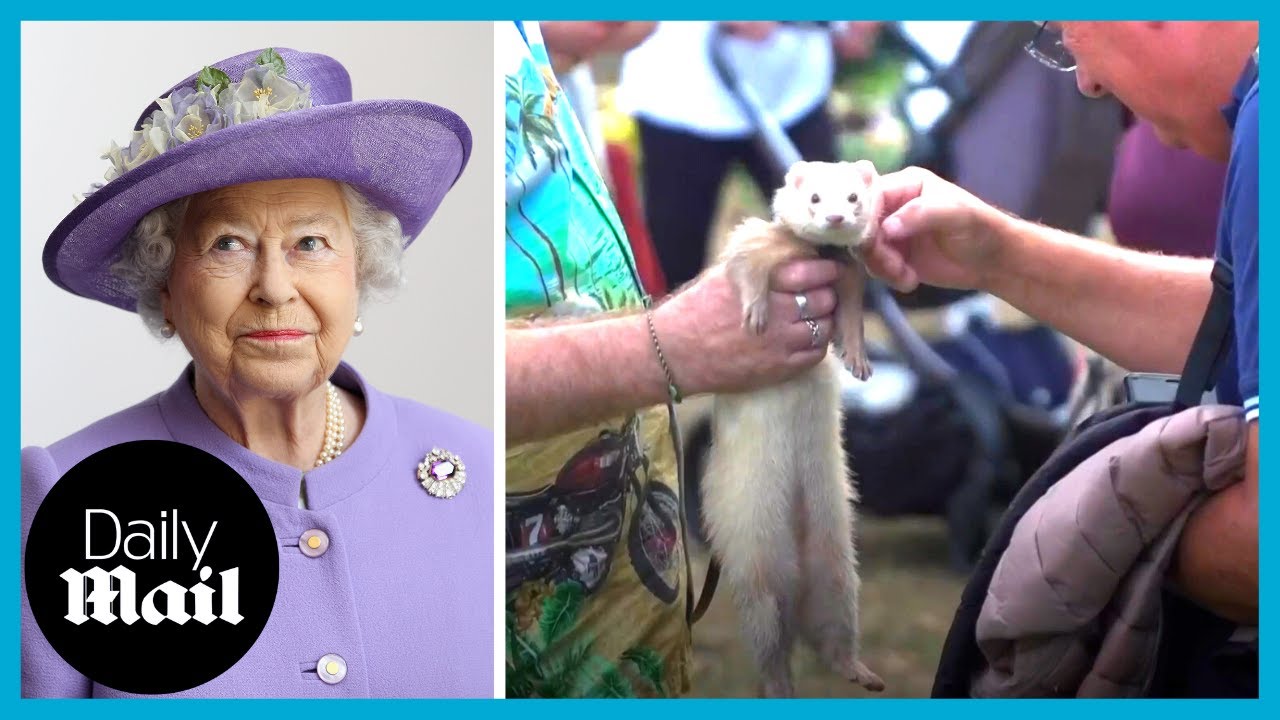 Ferret seen by Queen Elizabeth tributes in Green Park - YouTube