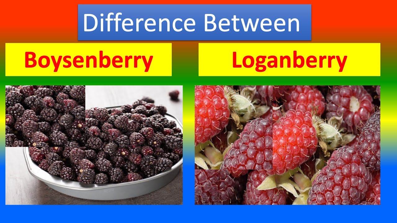 Differences Between Medical And Health Benefits Of Boysenberry and ...
