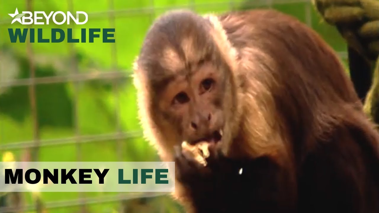 S1E09 | Finally Fitting In With The Other Monkey's | Monkey Life ...