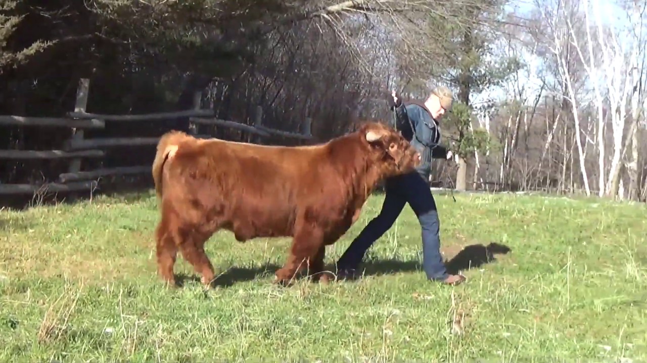 CSF John Yuma NWSS Sale 2019 - YouTube