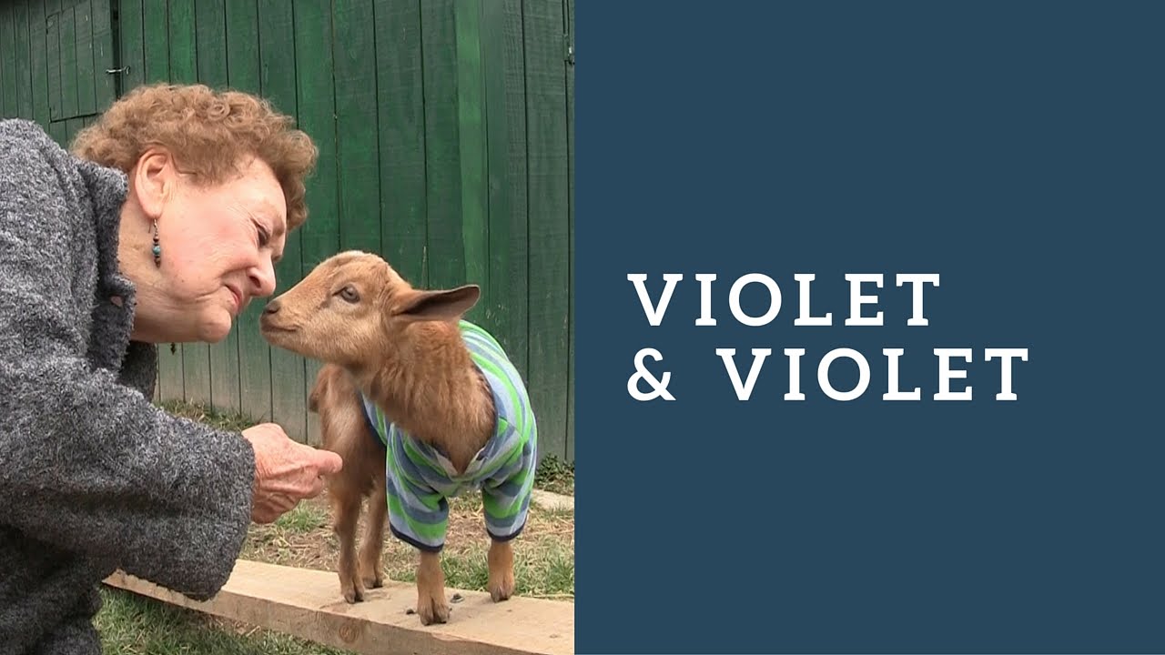 Violet & Violet - YouTube