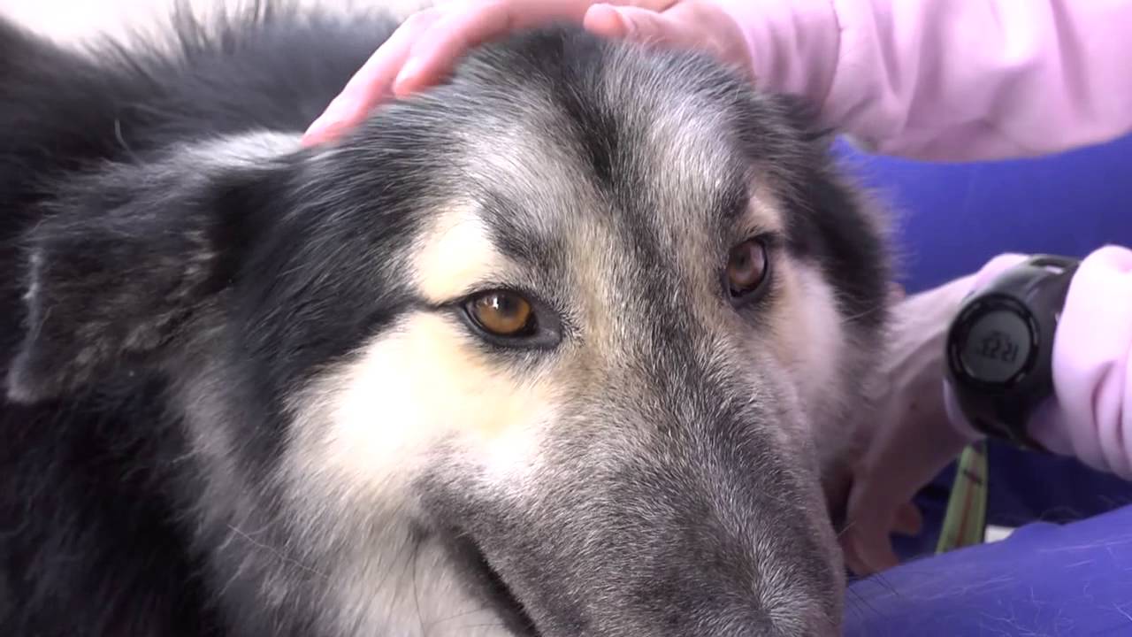 Nicholas - German Shepherd available for adoption - YouTube