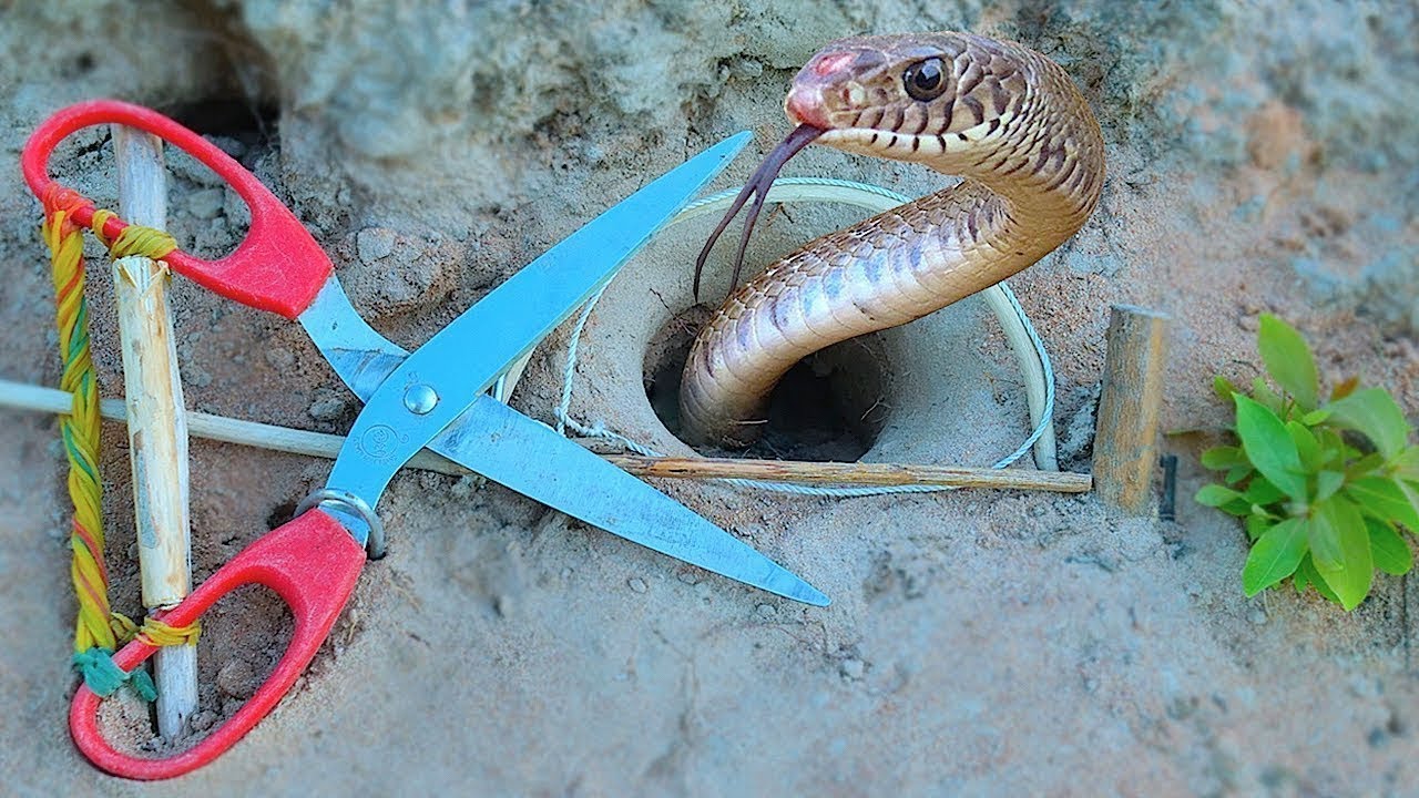 EASY SNAKE TRAP - Creative Amazing Trap to Catch Snake Using Cutter New ...