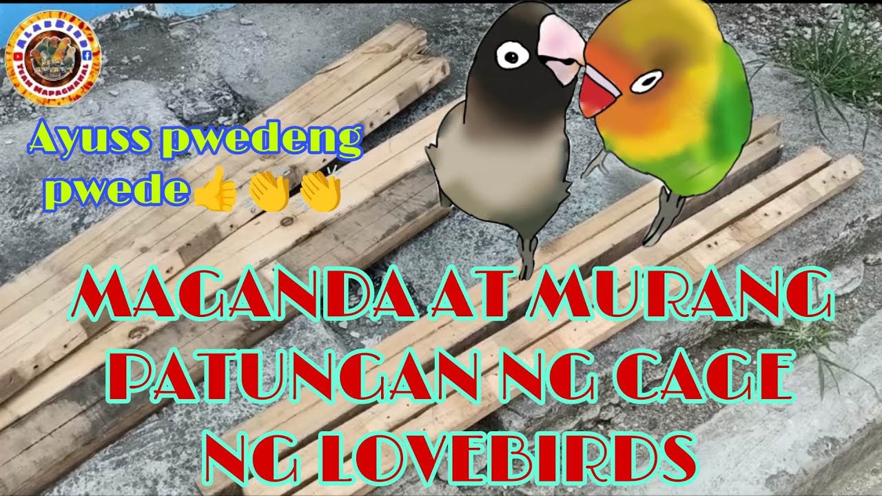 MAKAKATIPID KA DITO KAHOY NA PATUNGAN NG CAGE NG LOVE BIRD | ALABBIRD ...
