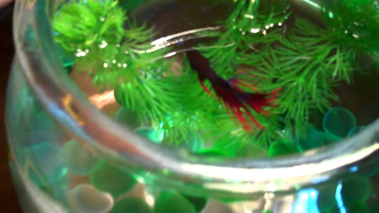 Really boring fish - YouTube
