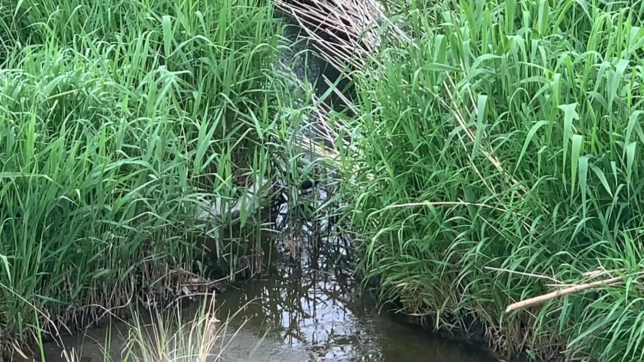 自然 生き物 観察 natural creature observation - YouTube