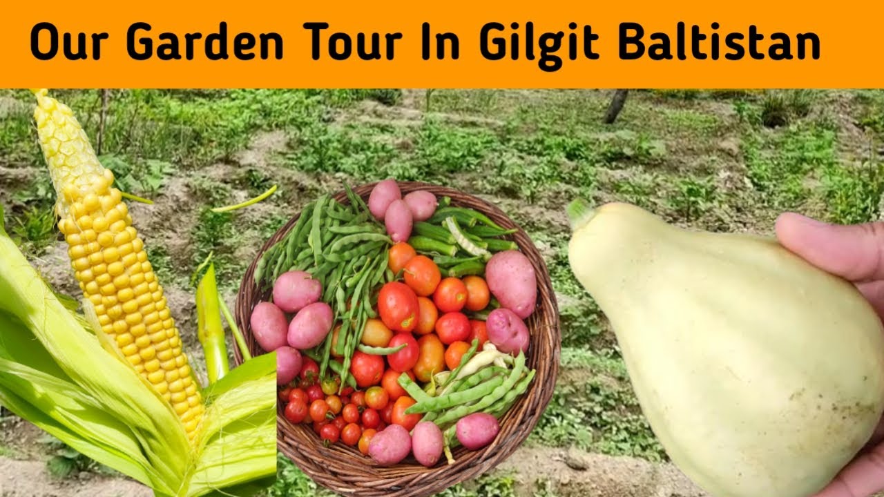 My Garden tour in Gilgit Baltistan | Life In Hunza - YouTube