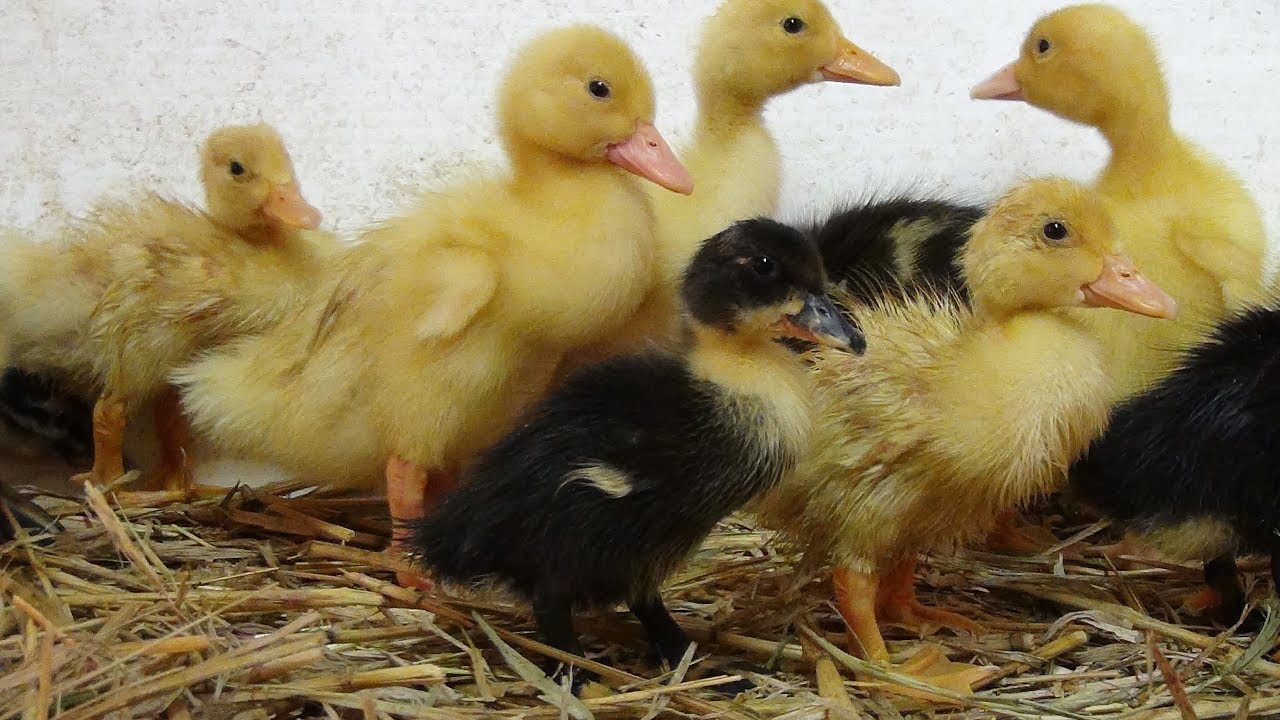 Its get things done day here... 1,000+ ducklings are going to be here ...