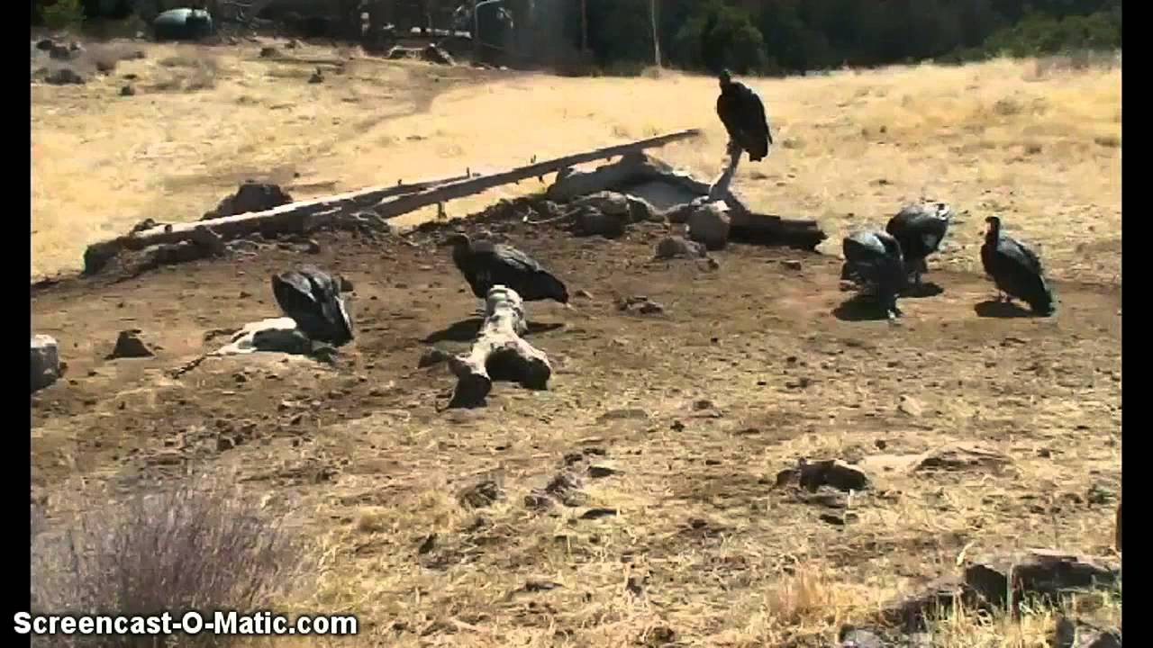 CA Condors- The Meal Continues- 26 Dec 2013 - YouTube