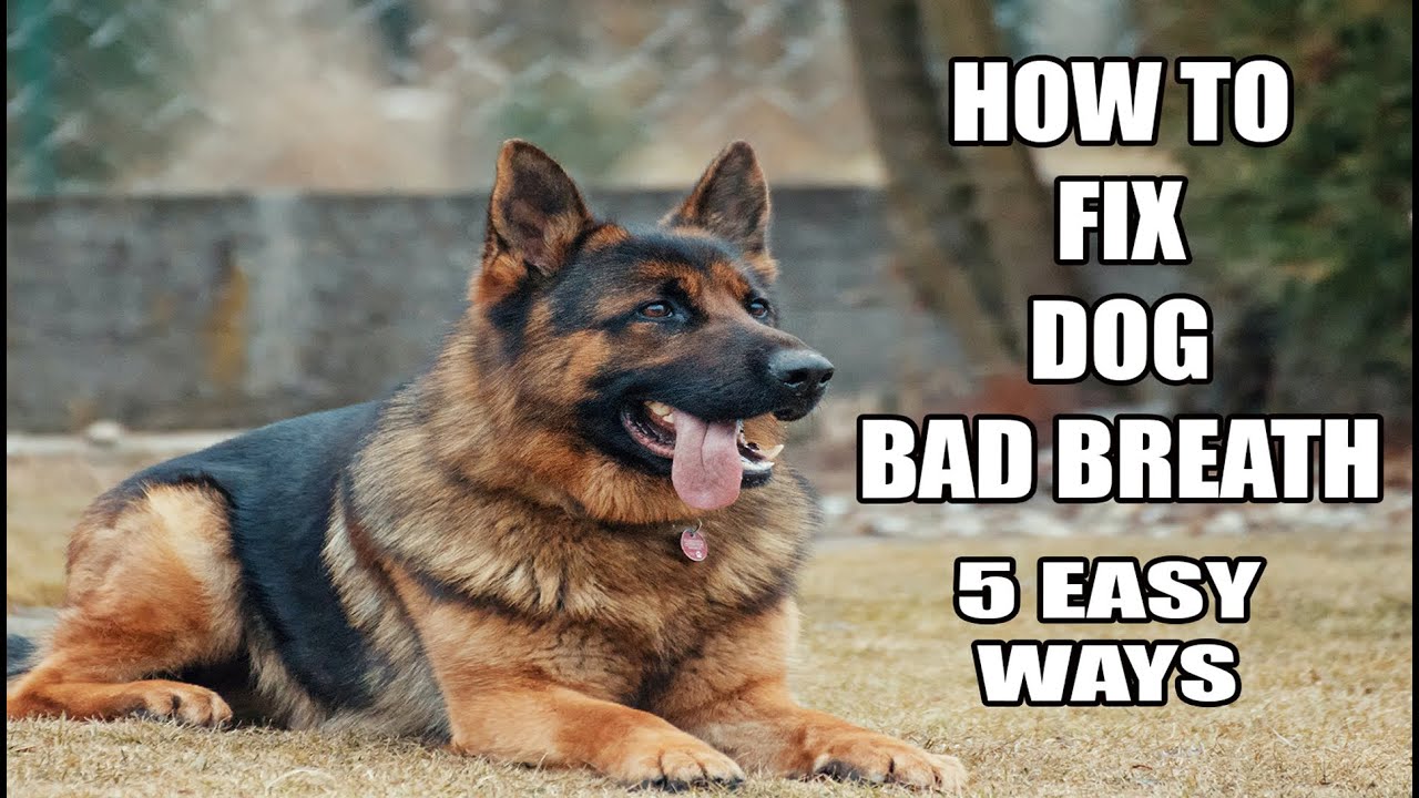 How To Fix Dog Bad Breath - 5 Easy Ways - YouTube