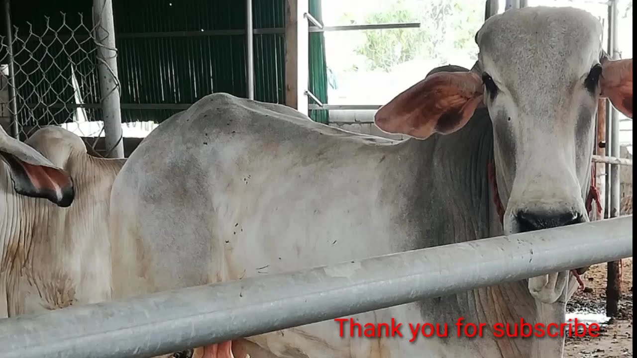 The method an animal raising cow - YouTube