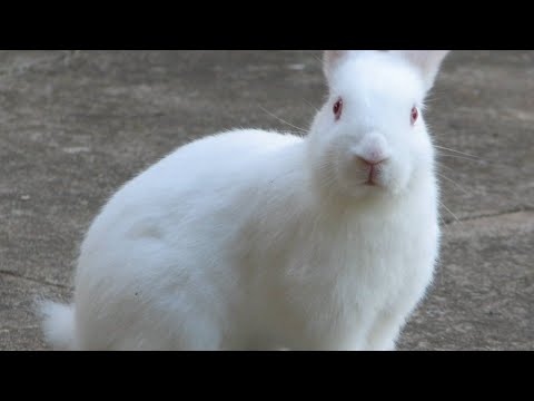 NewZealand White rabbits🌹 are easily distinguished by their relatively ...