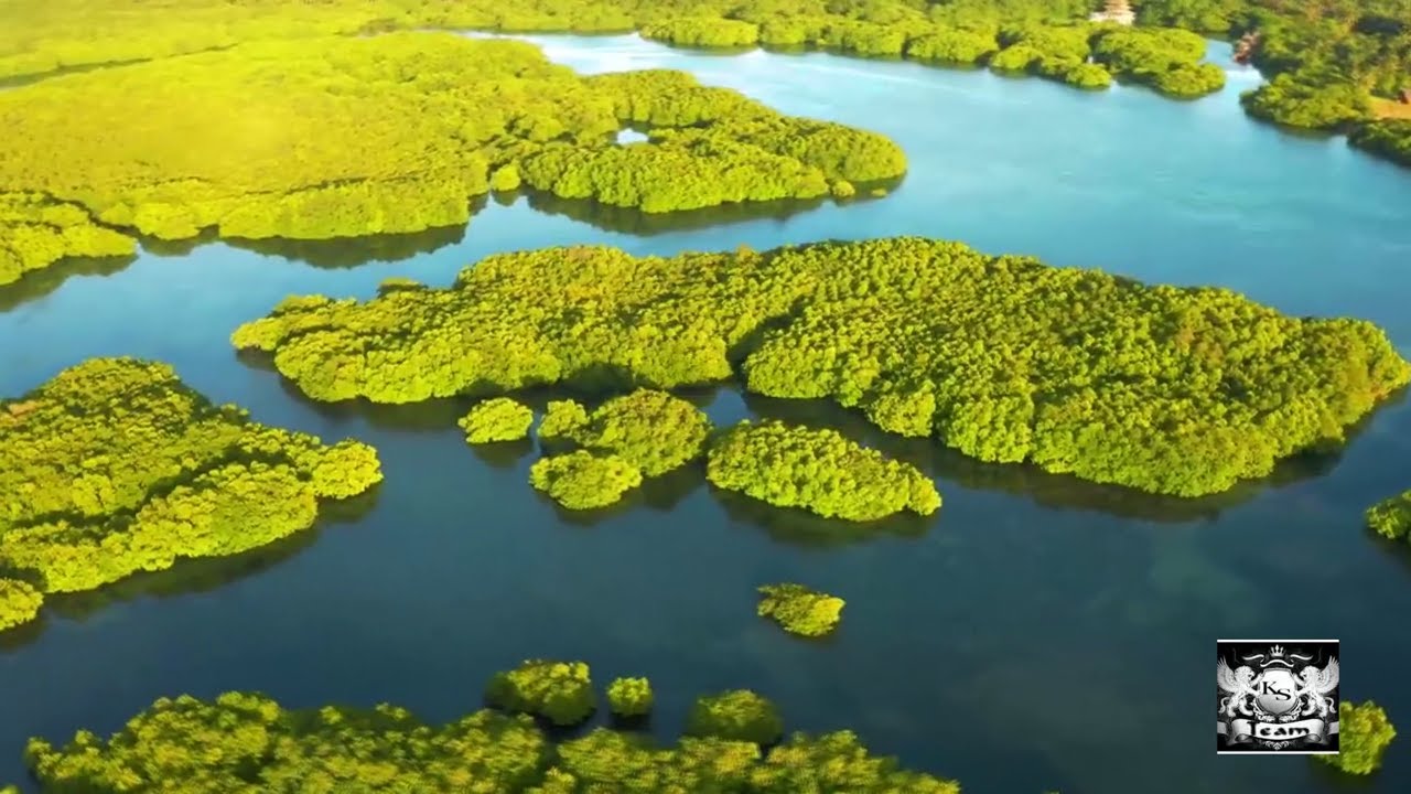 Amazon River - Pink Dolphins In One Of The World’s Largest Rivers ...