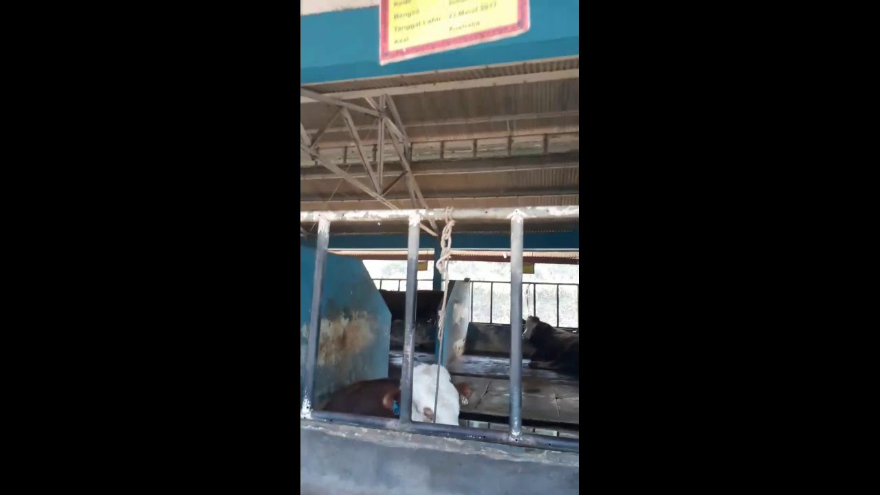 SAPI-SAPI PENGHASIL BIBIT UNTUK INSEMINASI BUATAN BBIB SINGOSARI - YouTube