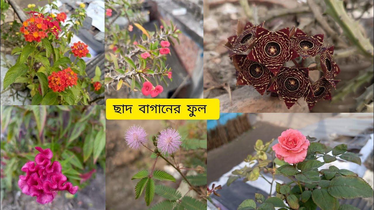 ছাদ বাগানের ফুল | Top Roof Flower Garden | ছাদ বাগানে বিভিন্ন ধরনের ফুল ...