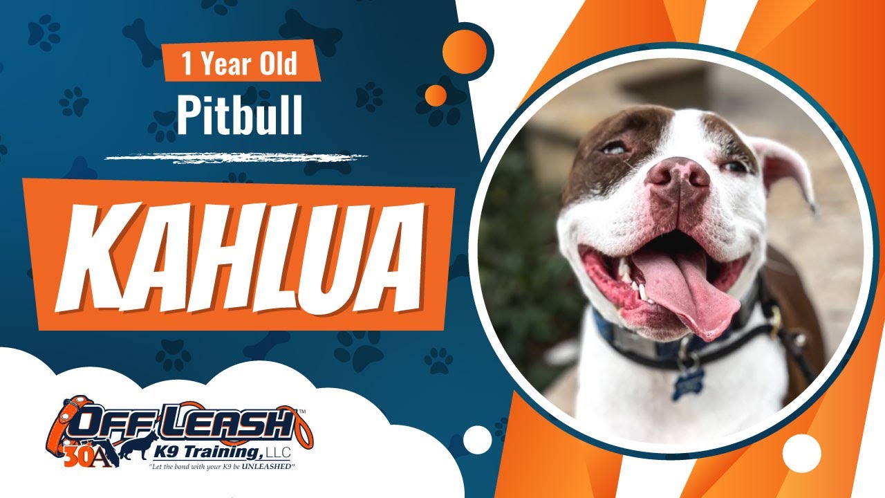 1 Year Old Pitbull Kahlua – Community K9 Board and Train - Best Dog ...