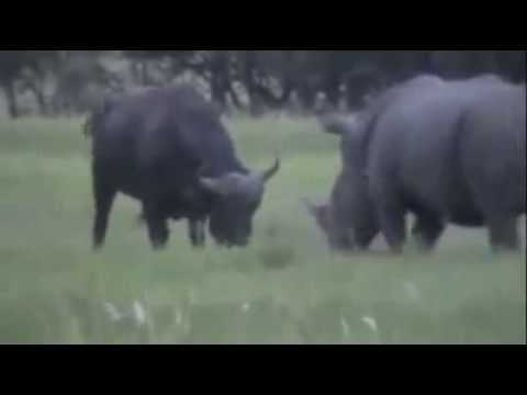 Best Fight : Rhinoceros VS Buffalo [Must Watch] - YouTube