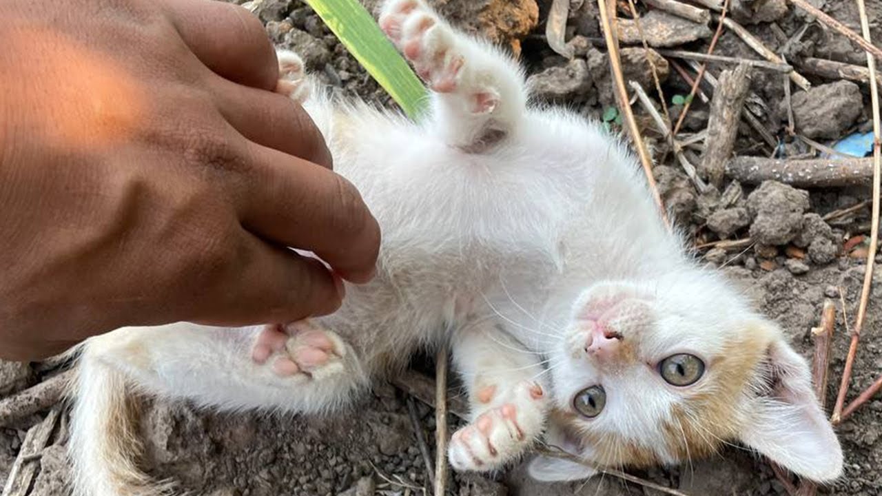 This kitten just wanted funny 😹😭 - YouTube