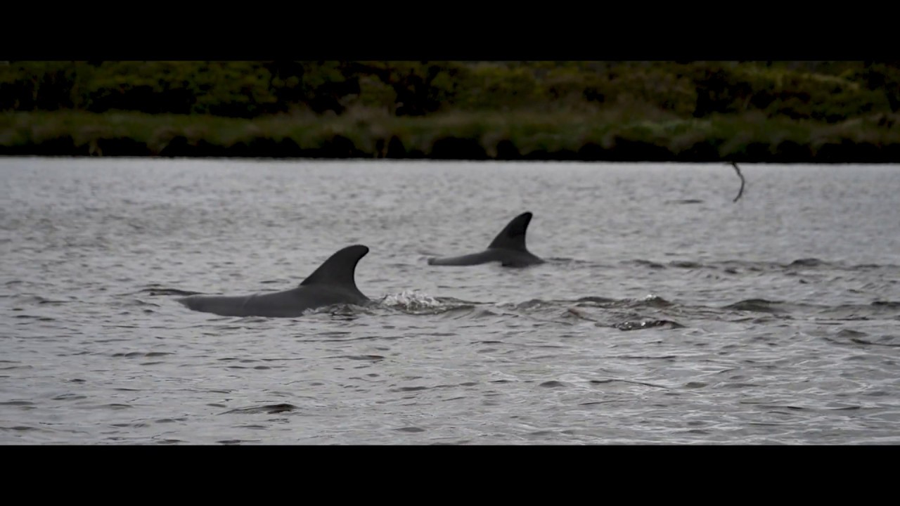 Dolphins in shallow water - YouTube