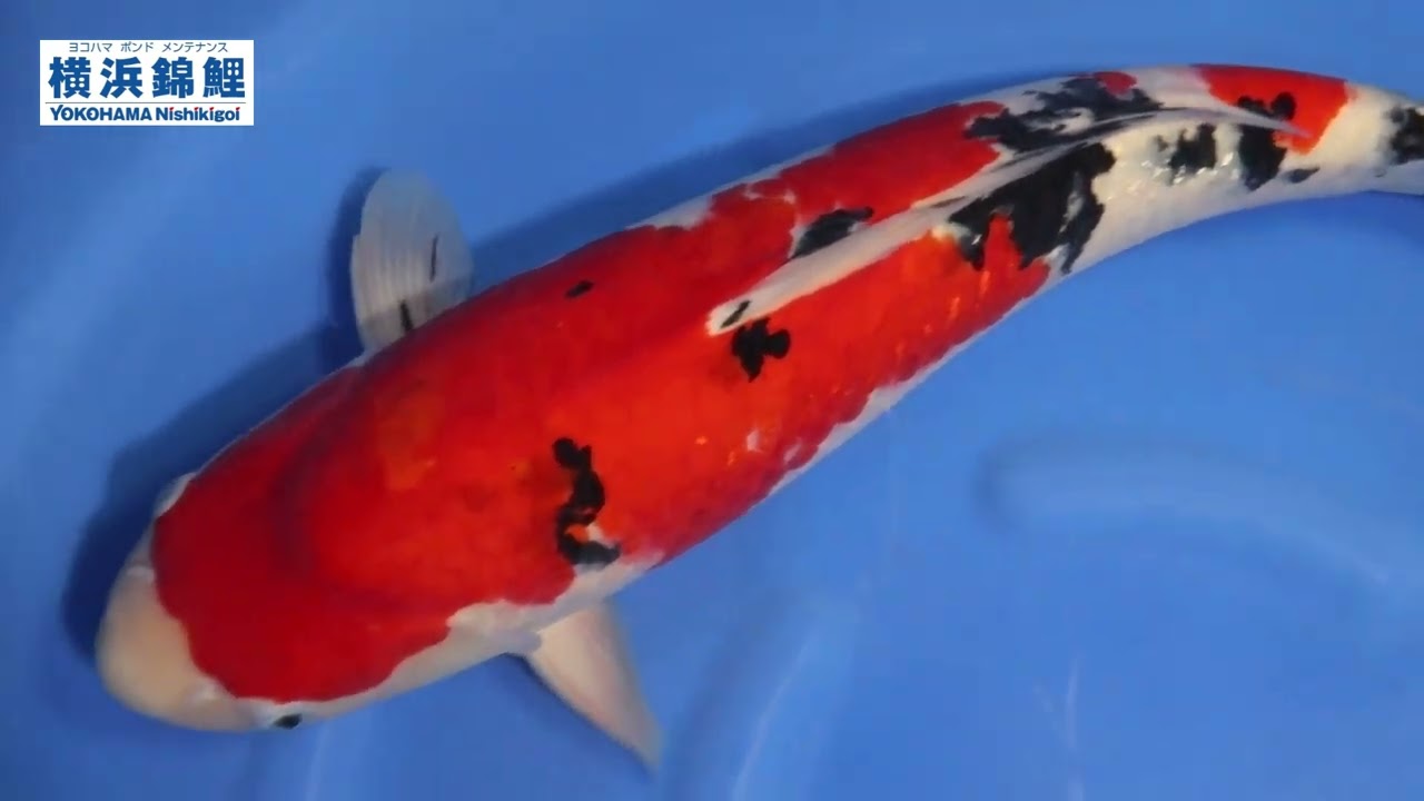 757、(有)一鯉 阪井産大正三色 明2才 37cm メス