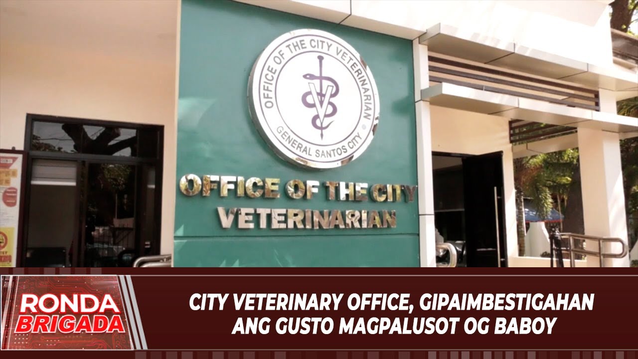 City veterinary office, gipaimbestigahan ang gusto magpalusot og baboy - YouTube