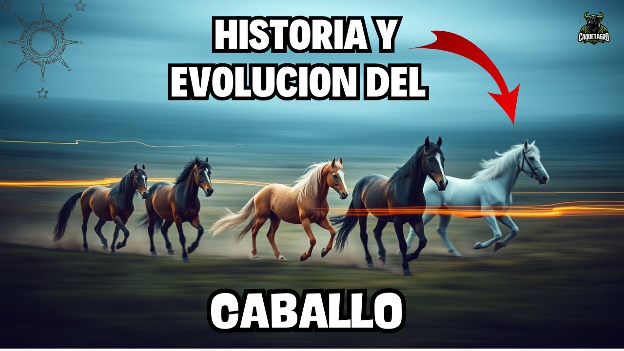 Historia, Evolución y Domesticación del Caballo | Historia de los ...