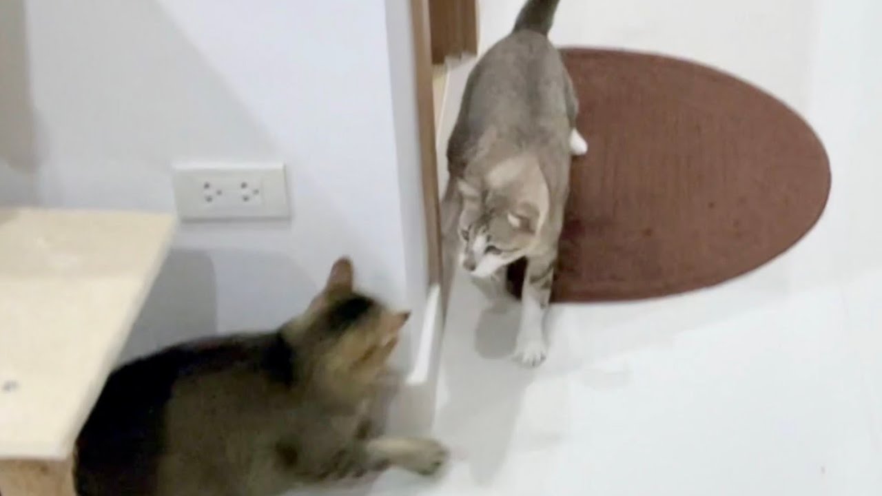 Cat Collision Course - YouTube