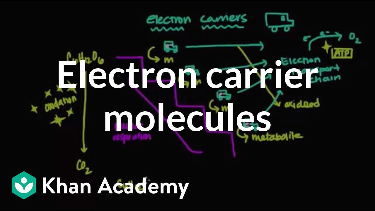 Electron carrier molecules | Biomolecules | MCAT | Khan Academy - YouTube