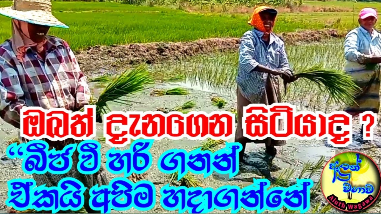 ගොයම් පැළ සිටුවීම Planting of paddy seedlings | Seed paddy processing ...