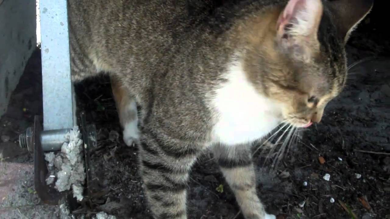 Dingleberry Cat - YouTube